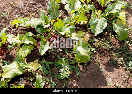 beets growing in the ground at garden Stock Photo - Alamy