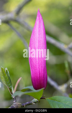 Unopened pink magnolia flower blooms on a green background in the park ...