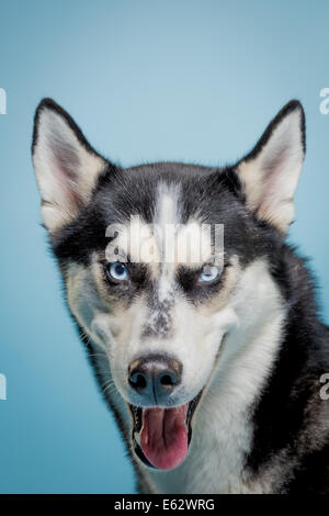 Smiling Siberian Husky Stock Photo - Alamy