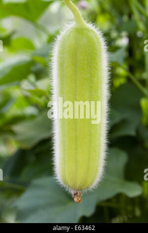 Cucumis sativus. Hairy Cucumber growing in a protected environment ...