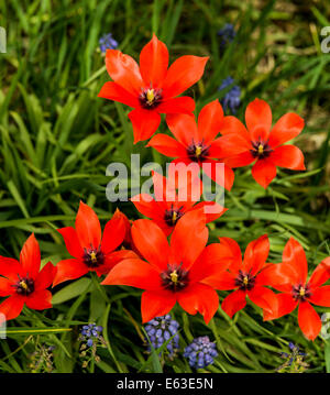 Close up of colorful tulips in a field featuring various colors, and ...