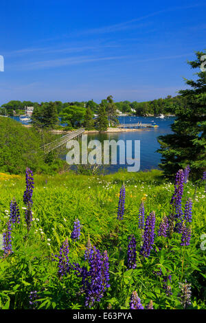 Blooming lupine wildflowers, Maine Stock Photo - Alamy