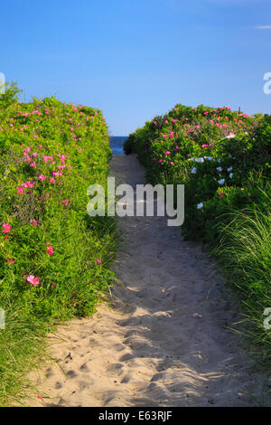 Path to Beach, Parsons, Beach, Kennebunkport, Maine, USA Stock Photo ...