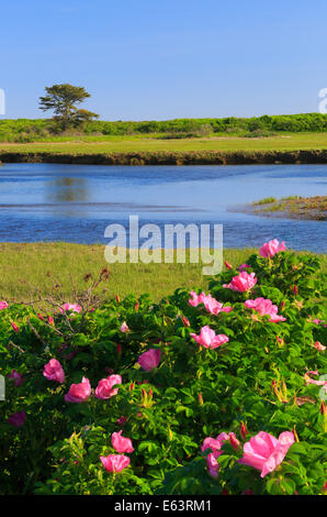 Wild Roses, Parsons, Beach, Kennebunkport, Maine, USA Stock Photo - Alamy
