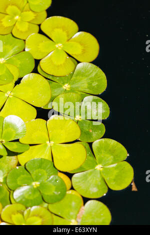 Four Leaf Water Clover (Marsilea Mutica), Meadowlark Botanical Gardens ...