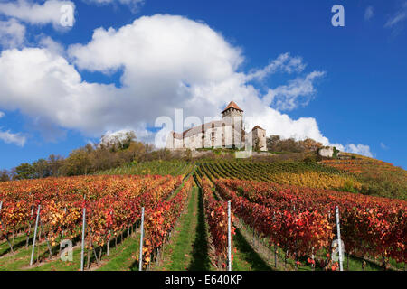 Castle Lichtenberg, Vineyards, Autumn Landscape, Oberstenfeld, Baden ...