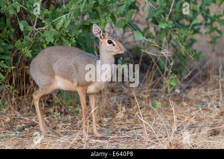 Guenther's dikdik (Madoqua guentheri) in Samburu National Reserve Stock ...