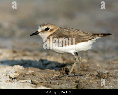 Kentish plover, Charadrius alexandrinus, single female by water, Spain ...