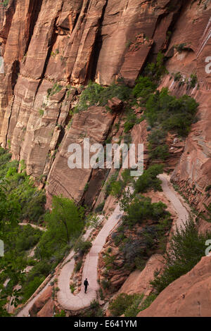 Hikers climbing up zigzag track out of Zion Canyon, up West Rim Trail ...