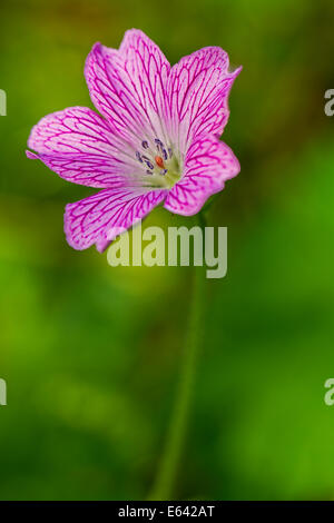 A single pink flower of a Red campion (Silene dioica) amongst woodland ...