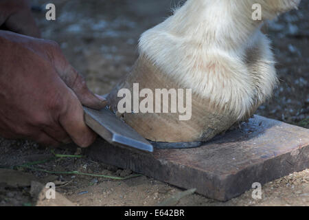 Marwari Horse. Farrier rasping a hoof. India Stock Photo - Alamy