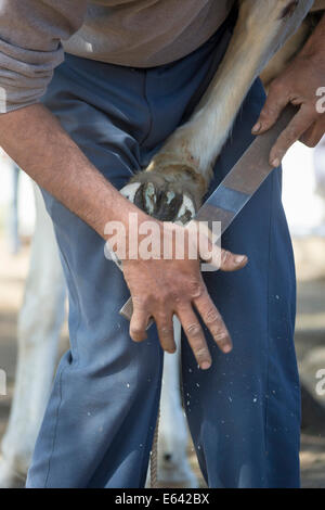 A farrier rasping the hoof of a horse Stock Photo - Alamy
