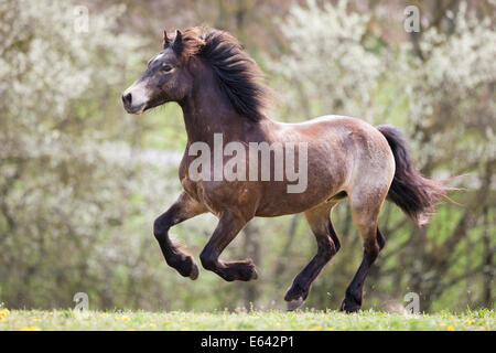 Welsh Cob. Dun gelding galloping on a pasture in spring. Germany Stock ...