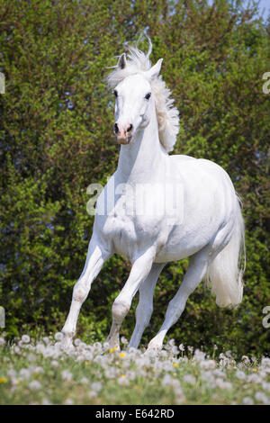 German Riding Pony. Grey gelding galloping on a pasture. Germany Stock ...