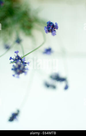 Lavender Flowering Stalks Stock Photo - Alamy