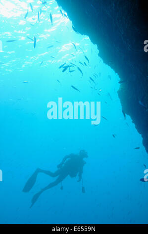 Divers scuba diving looking at sea turtle and fish under water Stock ...