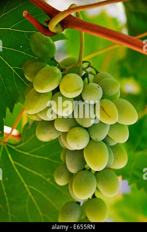vine leaves and grapes Stock Photo - Alamy