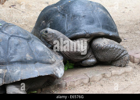 Malaysian giant turtle (Orlitia borneensis), also known as the Bornean ...