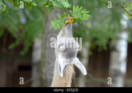Guanaco (Lama guanicoe) eating Stock Photo - Alamy