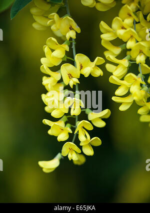 Cytisus scoparius, the common broom or Scotch broom yellow flowering in ...