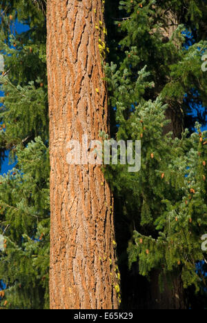 Douglas fir, Deschutes National Forest, Oregon Stock Photo - Alamy