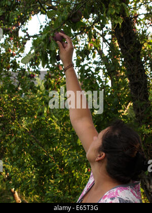 Picking up plums Stock Photo - Alamy