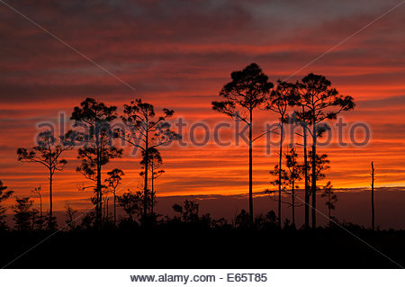 Florida, Everglades National Park, Pinelands Trail, Slash Pine (Pinus ...