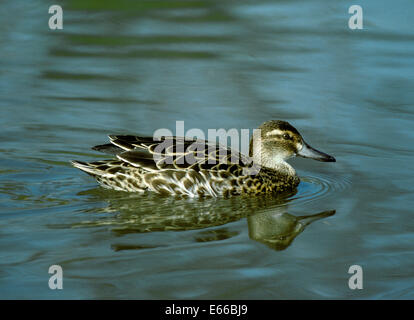 Garganey Duck - Anas querquedula Female on grass Stock Photo - Alamy