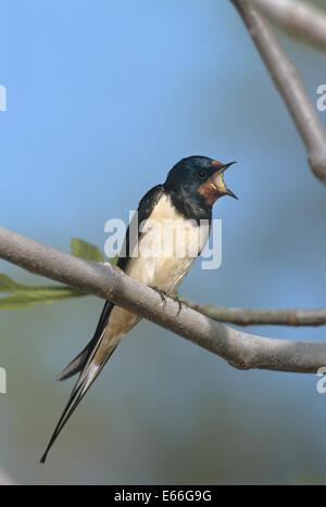 Swallow singing (Hirundo rustica Stock Photo - Alamy