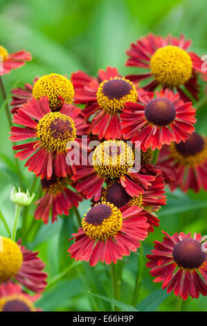 Helenium 'Ruby Tuesday' Stock Photo - Alamy