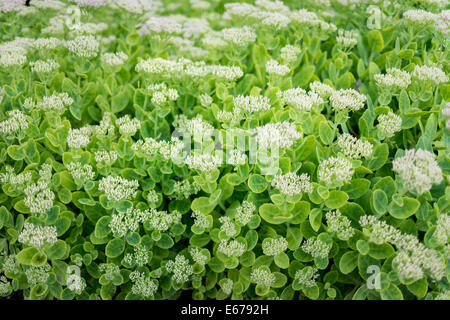 Stonecrop in full bloom Sedum Stock Photo - Alamy