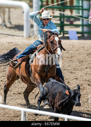 Cowgirl on horseback competes in the tie-down roping event, Chaffee ...