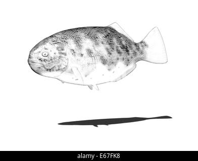 Dapedius / Dapedium Stock Photo - Alamy