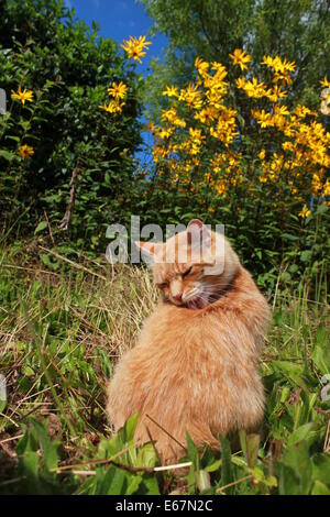 cat and flowers Stock Photo - Alamy