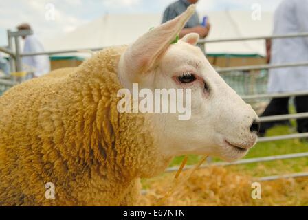 Texel sheep ready for a show Stock Photo - Alamy