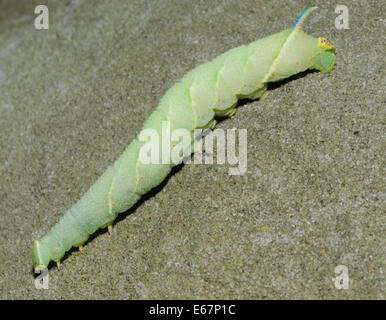 Lava, caterpillar, of Lime Hawk-moth (Mimas tiliae). Bedgebury Forest ...