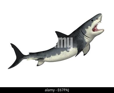 Megalodon / Magalodon Stock Photo - Alamy