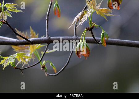 SILVER MAPLE SEED (ACER SACCHARINUM) / STUDIO Stock Photo - Alamy