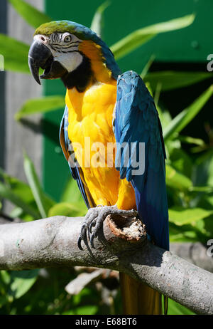 Parrot at Longleat Safari Park, Wiltshire, UK Stock Photo - Alamy