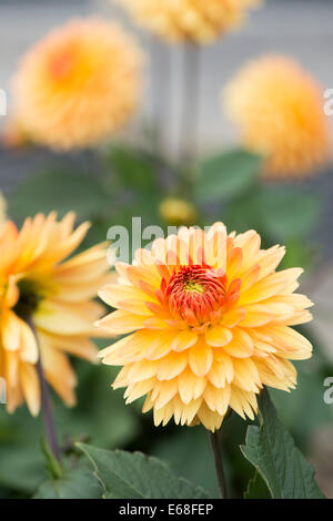 Dahlia ‘Aztec' flower. Dahlia 'XXL Aztec' Stock Photo - Alamy