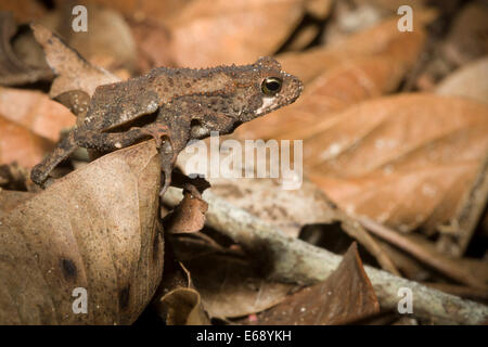 Green Climbing Toad, “Incilius coniferus”-Costa Rica Stock Photo - Alamy