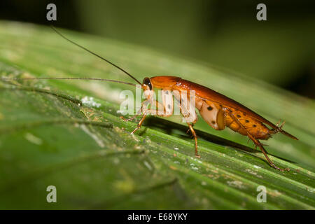 Tropical cockroach (order Blattodea). Photographed in Costa Rica Stock ...
