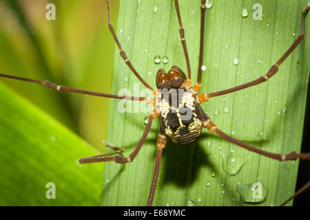 A colorful species of tropical harvestman (order Opiliones Stock Photo ...