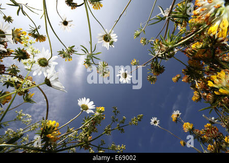 wild flowers photographed from below Stock Photo - Alamy
