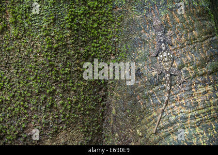 A well-camouflaged lichen anole (Anolis pentaprion) on a tree trunk ...