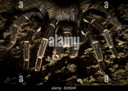 A tarantula (family Theraphosidae). Photographed in Costa Rica Stock ...