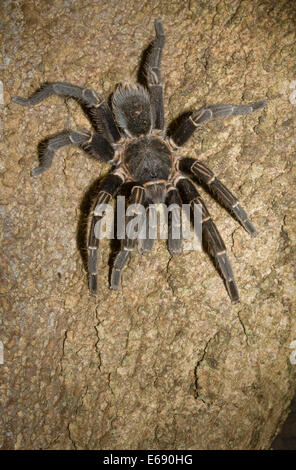 Tarantula (family Theraphosidae). Photographed in the Rio Bigal Reserve ...