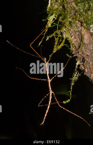 Tropical species of walking stick (order Phasmida Stock Photo - Alamy