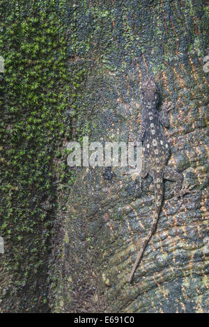 A well-camouflaged lichen anole (Anolis pentaprion) on a tree trunk ...