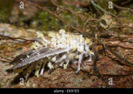 Moth infected with cordyceps fungus Stock Photo - Alamy